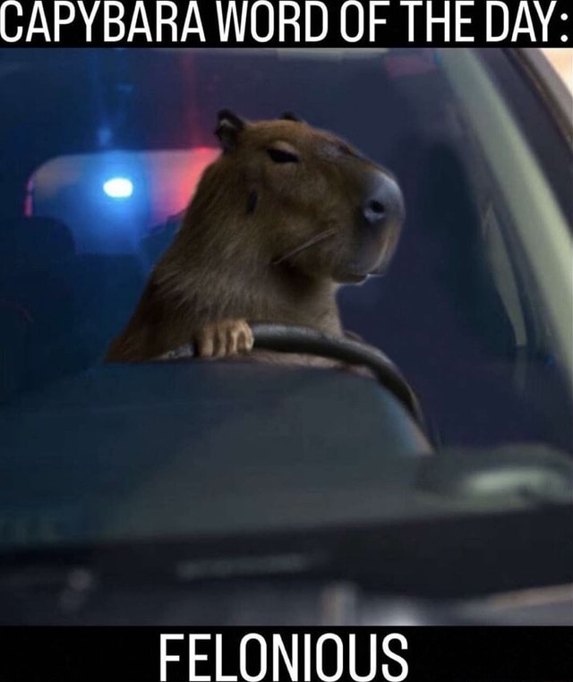 CAPYBARA WORD OF THE DAY: FELONIOUS. - iFunny