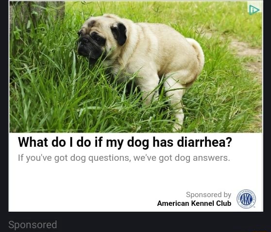 What do do if my dog has diarrhea? If you've got dog questions, we've ...