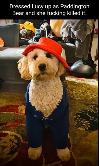 Cockapoo puppy dressed as Paddington Bear. - Dressed Lucy up as ...