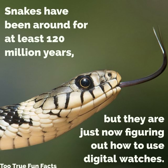 Snakes have been around for at least 120 million years, but they are ...