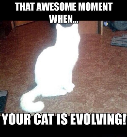 THAT AWESOME MOMENT WHEN... YOUR CAT IS EVOLVING! - iFunny