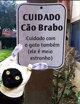 CUIDADO Cão Brabo Cuidado com o gato também (ele é meio estranho) - iFunny