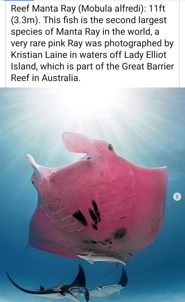Pink Manta Ray - Reef Manta Ray (Mobula alfredi): ft (3.3m). This fish ...