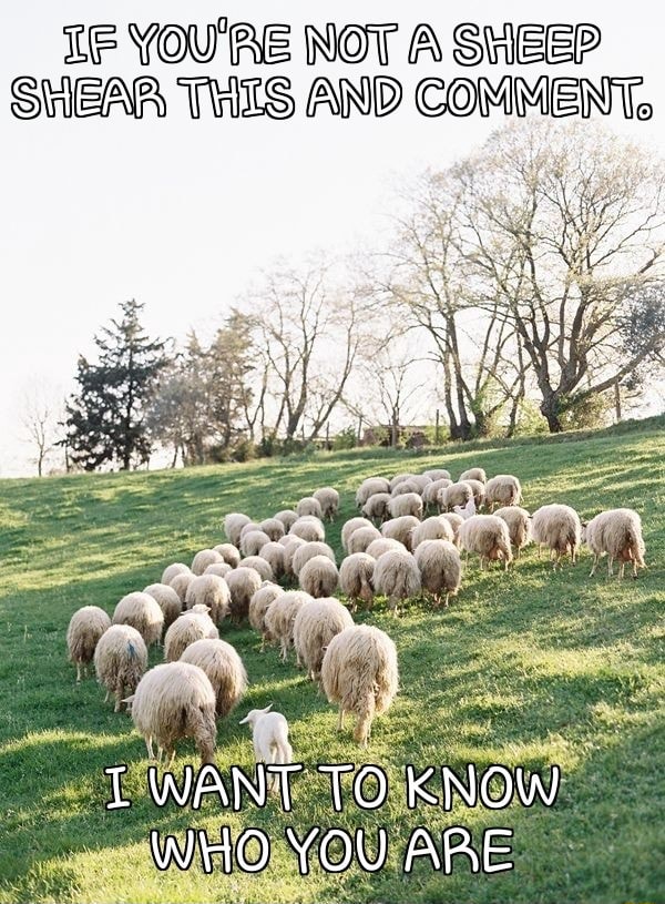 IF YOU'AE NOT SHEEP SHEAR AND COMMENT. WANT TO KNOW WHO YOU ARE - iFunny