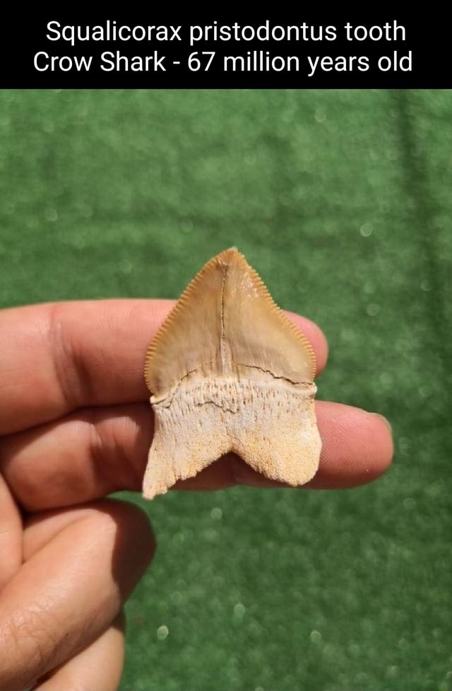 Squalicorax pristodontus tooth Crow Shark - 67 million years old ...