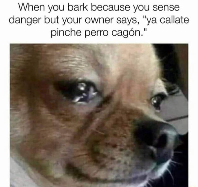 When you bark because you sense danger but your owner says, "ya callate ...
