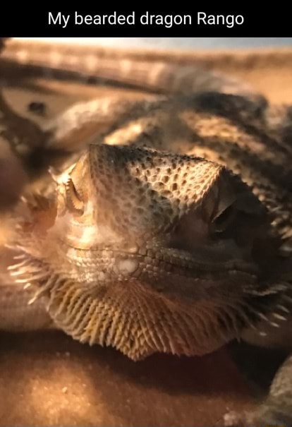 My bearded dragon Rango - )