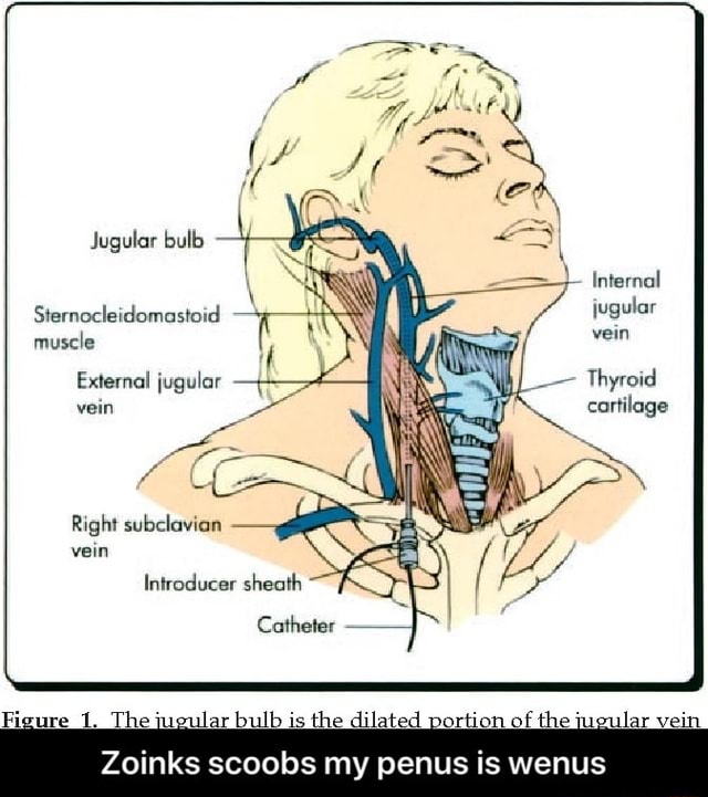 Zoinks scoobs my penus is wenus - Zoinks scoobs my penus is wenus - iFunny