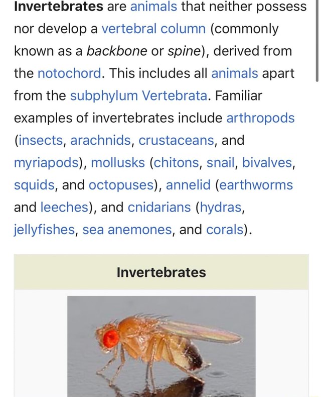 Invertebrates are animals that neither possess nor develop a vertebral ...