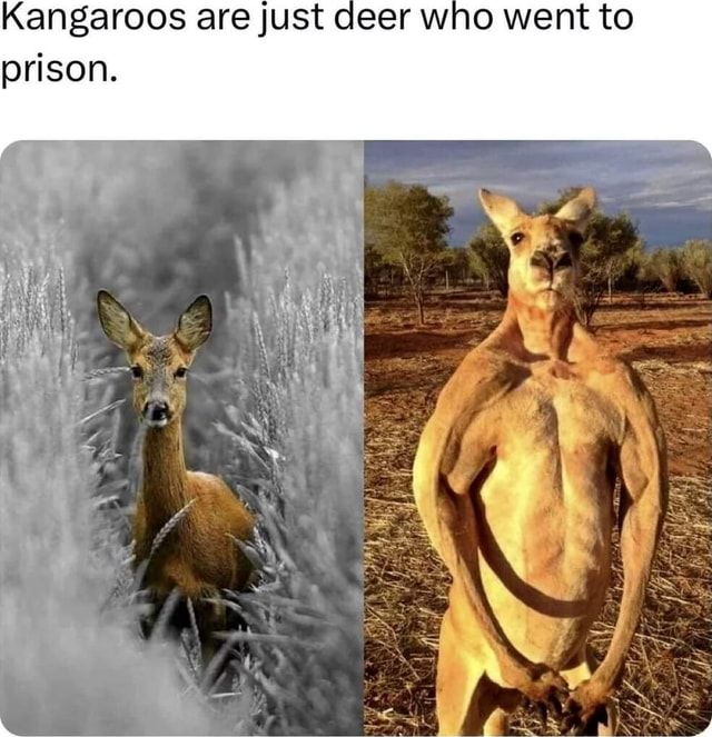 Kangaroos are just deer who went to prison. - iFunny