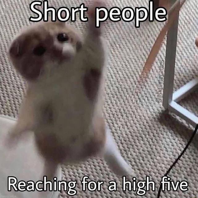 Short people Reaching for a high five - iFunny
