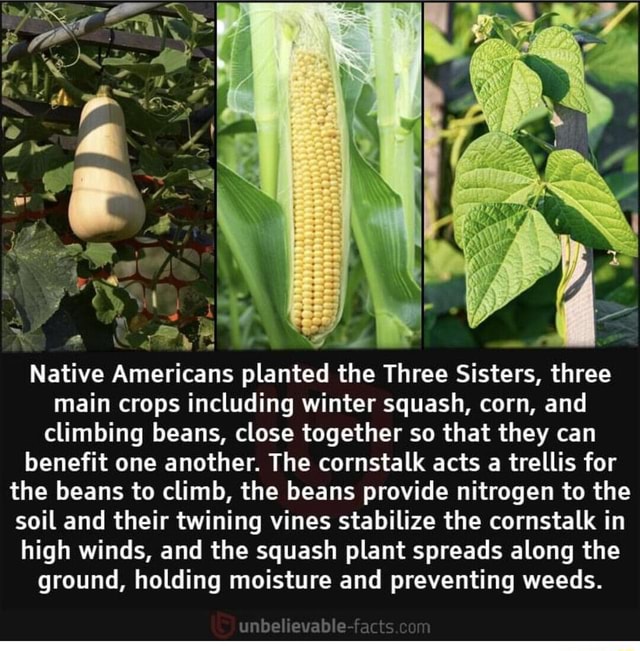 5 As Native Americans planted the Three Sisters, three main crops ...