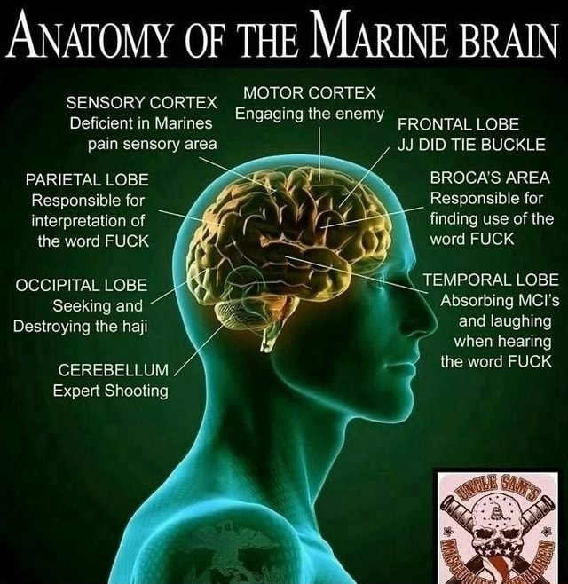 ANATOMY OF THE MARINE BRAIN - )