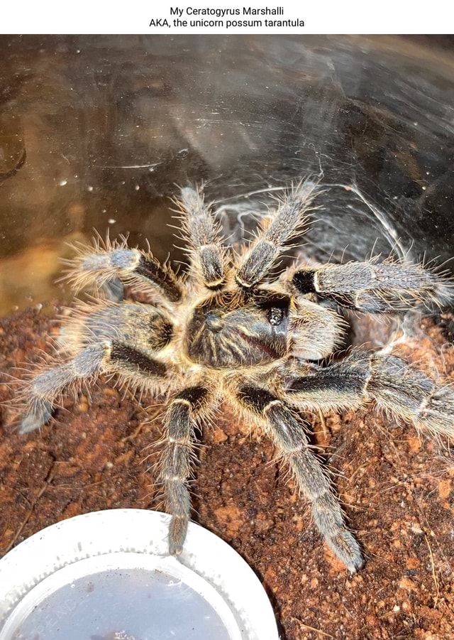 My Ceratogyrus Marshall AKA, the unicorn possum tarantula - iFunny