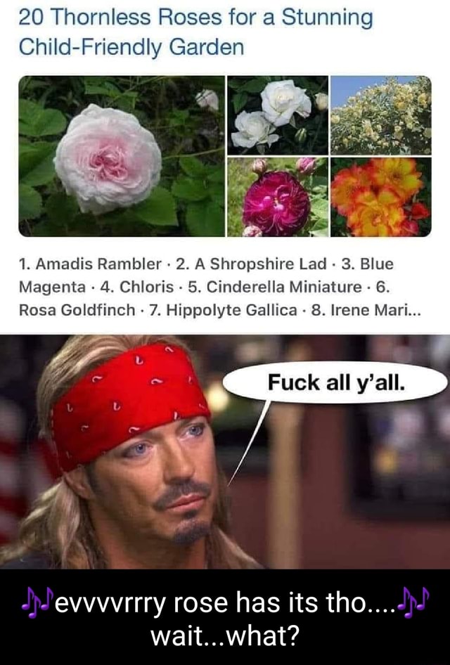 20 Thornless Roses for a Stunning Child-Friendly Garden 1. Amadis ...