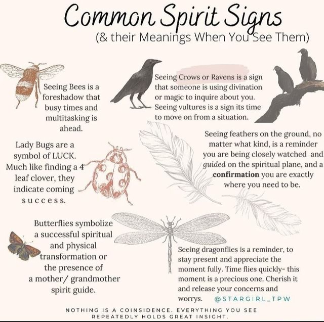 Common their Spirit Signs their Meanings When You'See Seeing Crows or ...