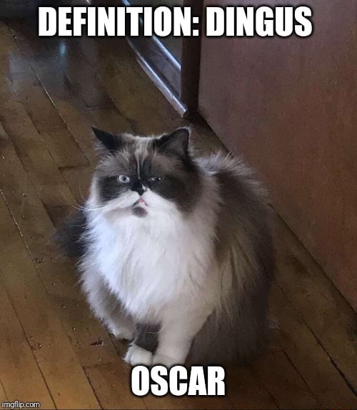 Meet Oscar, I made him into a meme. - DEFINITION: DINGUS OScAR - iFunny