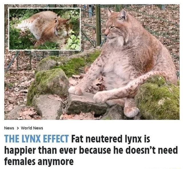 News World News THE LYNX EFFECT Fat neutered lynx is happier than ever ...