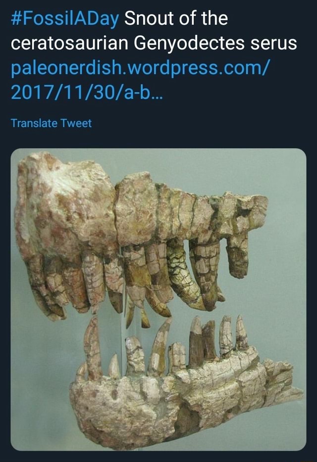#FossilADay Snout of the ceratosaurian Genyodectes serus paleonerdish ...