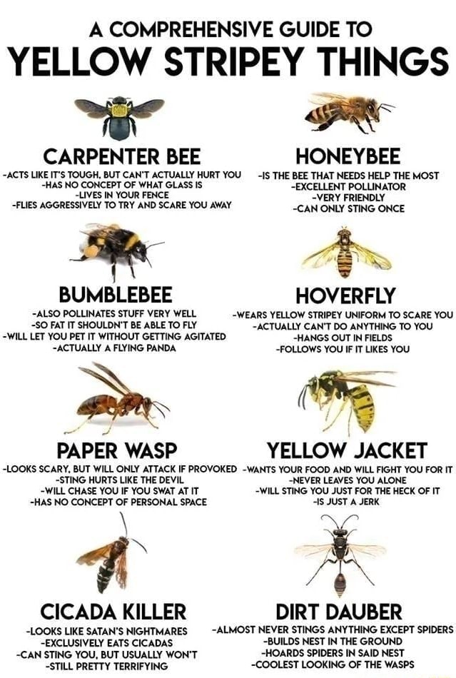A COMPREHENSIVE GUIDE TO YELLOW STRIPEY THINGS CARPENTER BEE HONEYBEE ...