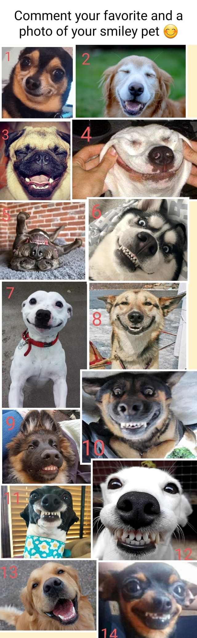 Comment your favorite and a photo of your smiley pet Al - iFunny