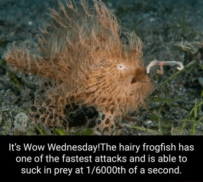 It's Wow Wednesday! The hairy frogfish has one of the fastest attacks ...