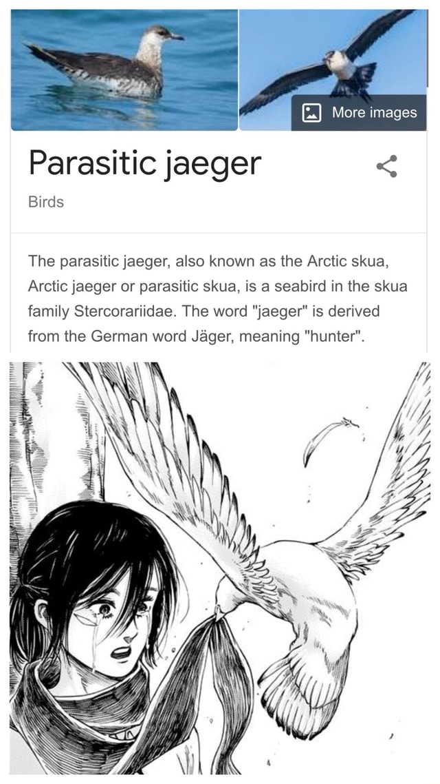 More images SS Parasitic jaeger