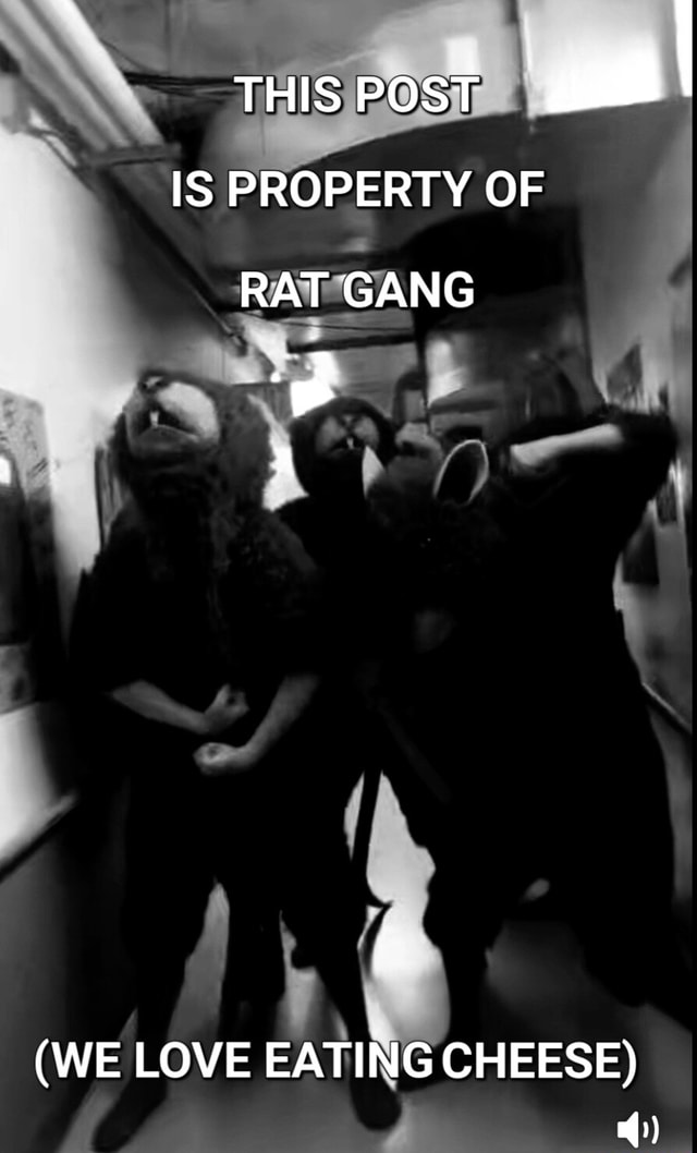 THispost IS PROPERTY OF RAT GANG I ia (WE LOVE EATING CHEESE) - iFunny