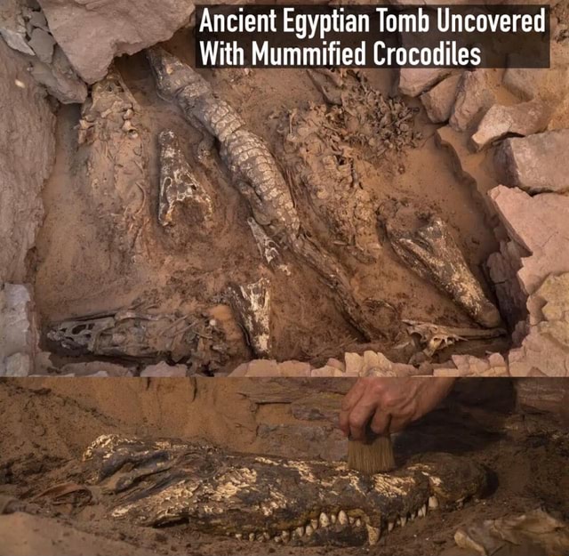 Ancient Egyptian Tomb Uncovered With Mummified Crocodiles - iFunny