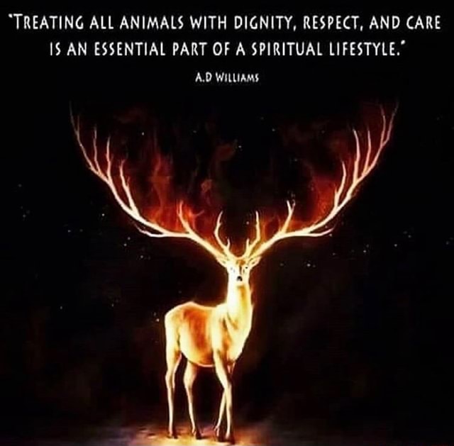 "TREATING ALL ANIMALS WITH DIGNITY, RESPECT, AND CARE AN ESSENTIAL PART ...