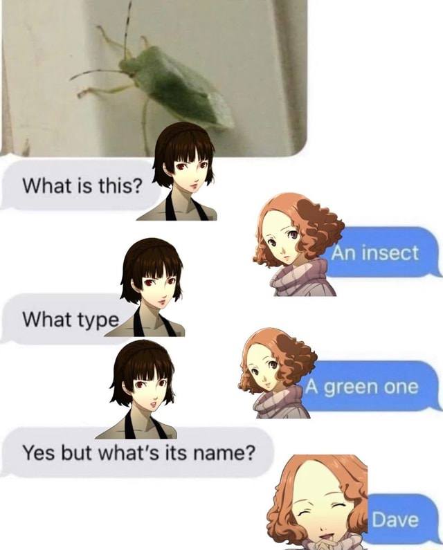 What is this? An insect What type Yes but what's its name? - iFunny
