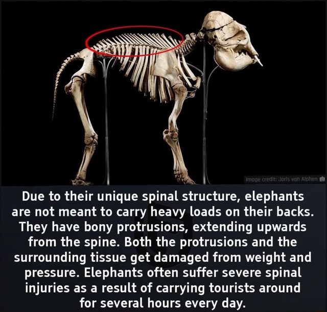 Due to their unique spinal structure, elephants are not meant to carry ...