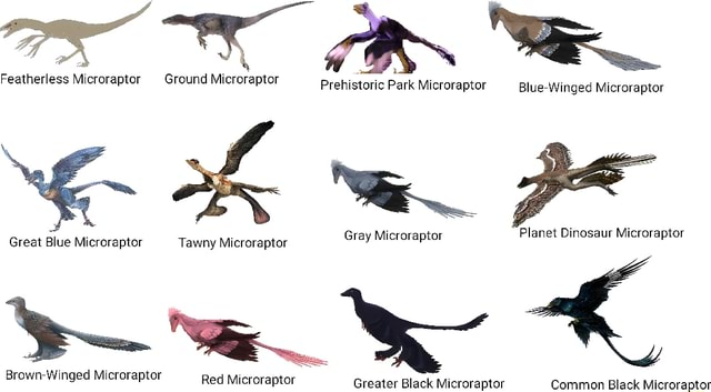Featherless Microraptor Ground Microraptor Prehistoric Park Microraptor Biue- Winged Microraptor ...