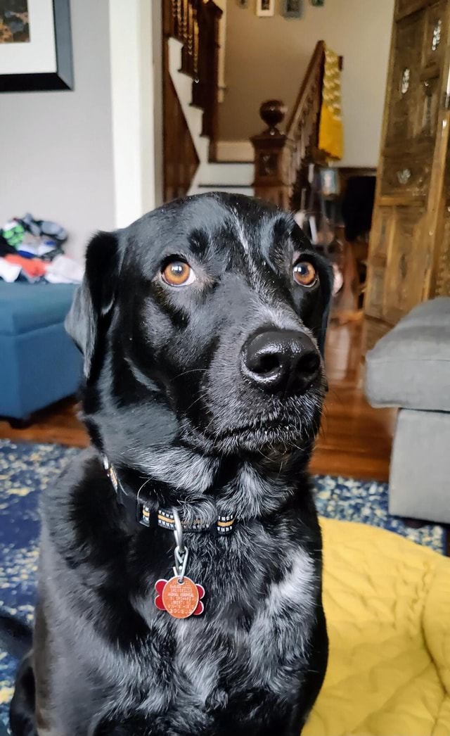 This is Colt, aka: Colty Bolty Donkey Bucky Jubba Jubba Colt Farty Five ...