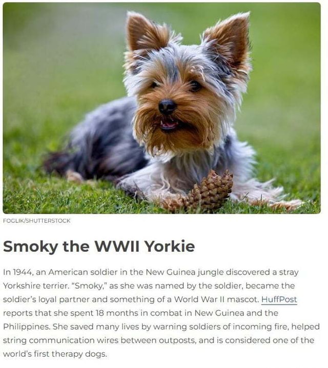 FOGLIKISHUTT Smoky the WWII Yorkie In 1944, an American soldier in the ...