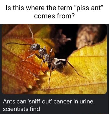 Is this where the term "piss ant" comes from? Ants can 'sniff out ...