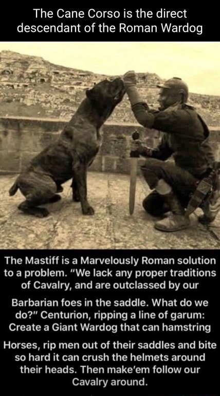 The Cane Corso is the direct descendant of the Roman Wardog The Mastiff ...