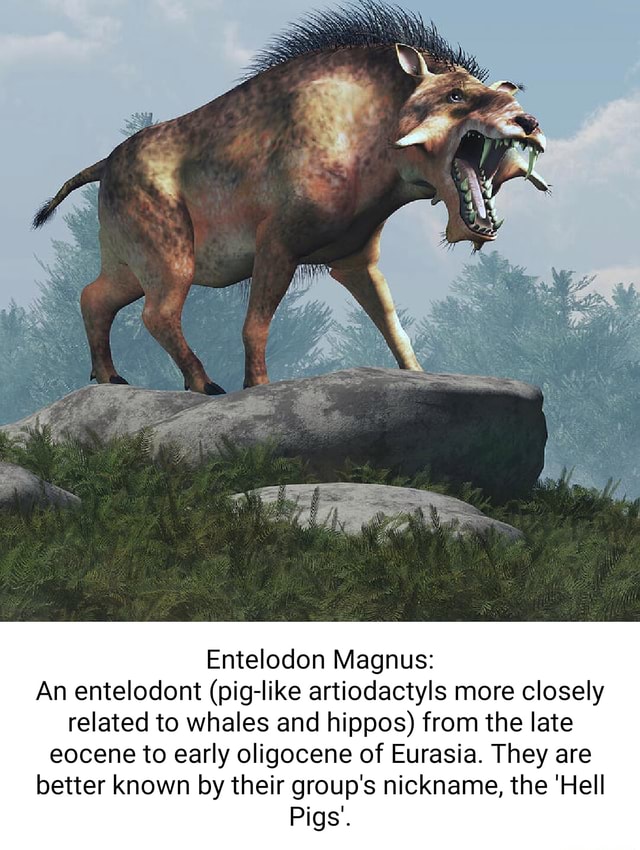 Entelodon Magnus: An entelodont (pig-like artiodactyls more closely ...
