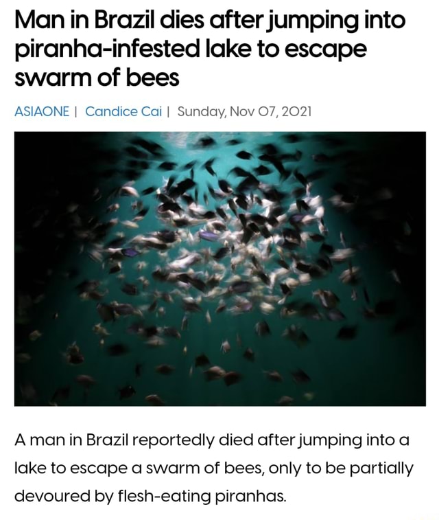 Man in Brazil dies after jumping into piranha-infested lake to escape ...