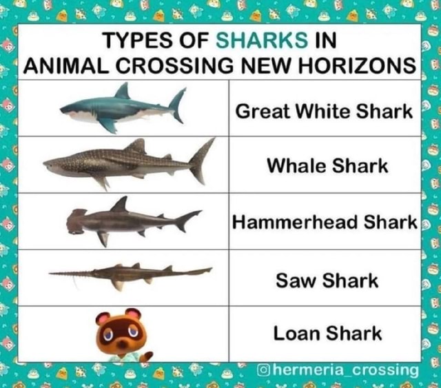 TYPES OF SHARKS IN ANIMAL CROSSING NEW HORIZONSI Great White Shark ...