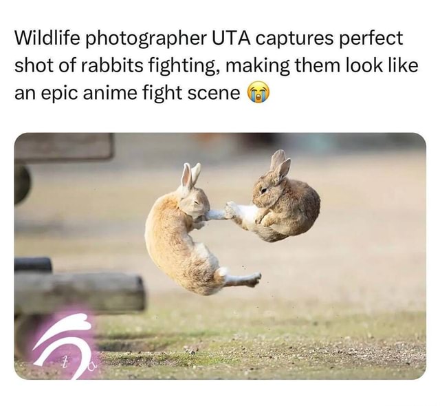 Id watch seasons of this memes cute funny animals photography ...