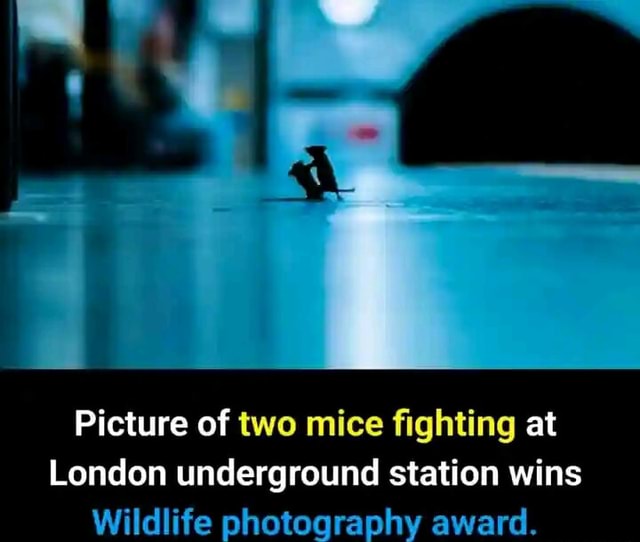 Picture of two mice fighting at London underground station wins ...