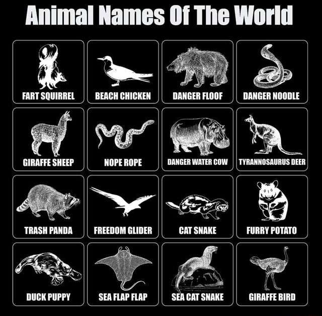 Animal Names Of The World DUCK PUPPY SEA FLAP FLAP FART SQUIRREL BEACH ...