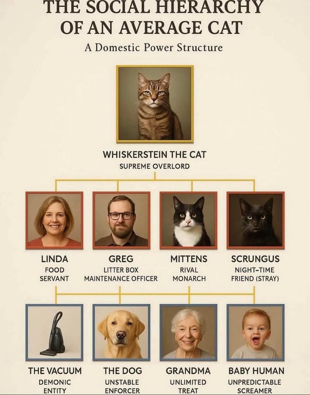 THE SOCIAL HIERARCHY OF AN AVERAGE CAT A Domestic Power Structure ...