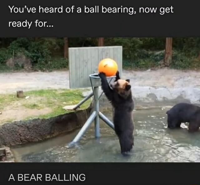 You've heard of a ball bearing, now get ready for... A BEAR BALLING ...