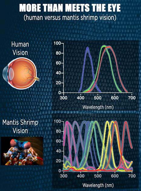 MORE THAN MEETS THE EYE (human versus mantis shrimp vision) Human ...