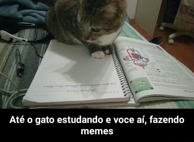 Até o gato estudando e voce aí, fazendo memes - Até o gato estudando e ...