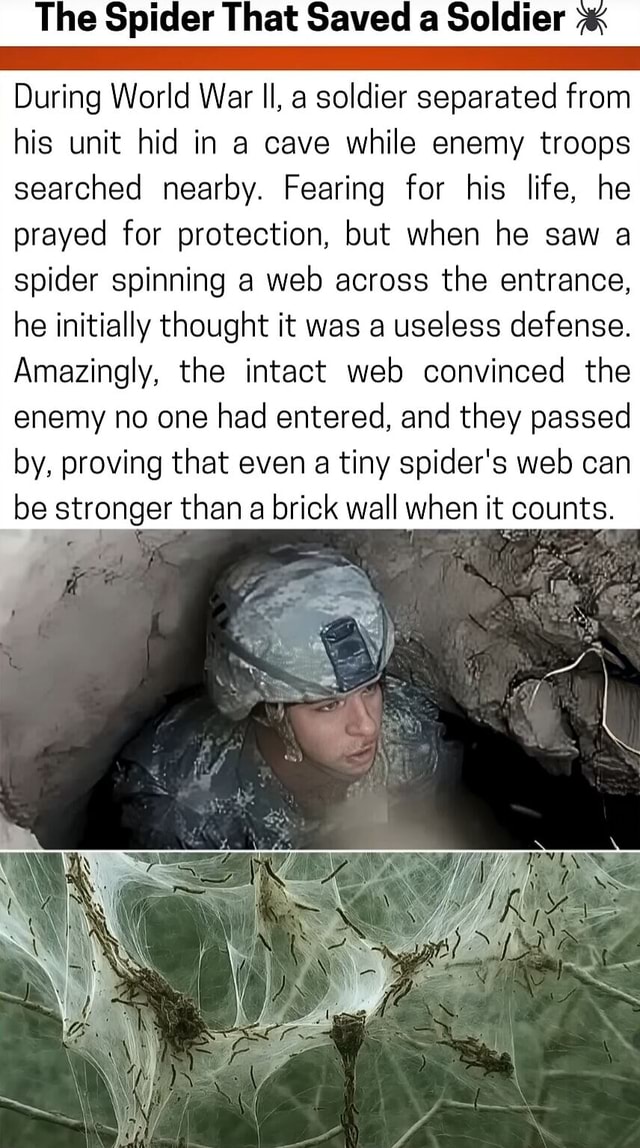 The Spider That Saved a Soldier During World War Il, a soldier ...