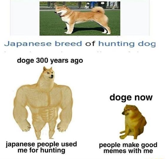 Doge - Japanese breed of hunting dog doge 300 years ago doge now ...