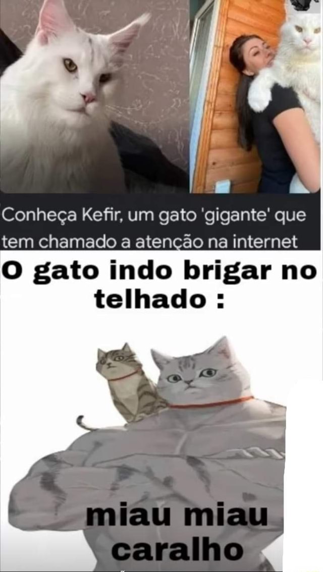 Conheça Kefir, um gato 'gigante' que tem chamado a atenção na internet ...